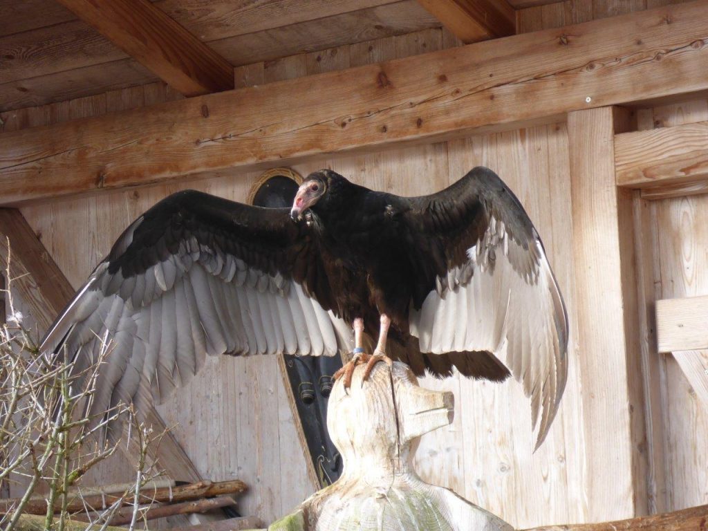 Truthahngeier - Greifvogelpark mit Falknerei Katharinenberg